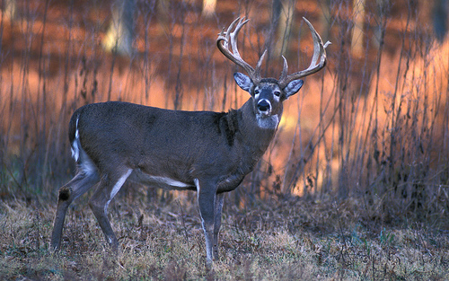 Midwest Deer Hunting: Whitetails Unlimited Names Ohio Wildlife Officer ...