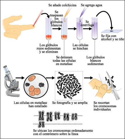 APRENDIENDO SOBRE BIOLOGÍA Y GEOLOGÍA: ELABORACIÓN DE UN CARIOGRAMA HUMANO