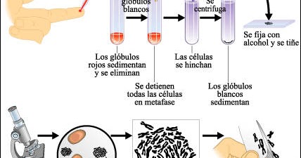 APRENDIENDO SOBRE BIOLOGÍA Y GEOLOGÍA: ELABORACIÓN DE UN CARIOGRAMA HUMANO