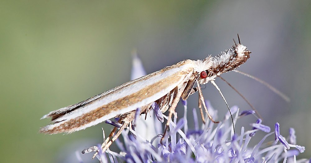 Pleurota aristella :des palpes labiaux en guise de chapeau!