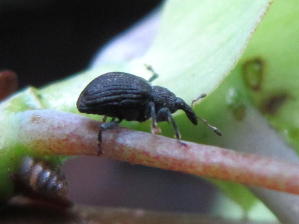 Blue Jay Barrens: Yellow Poplar Weevil