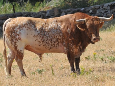 Toros con verdad: Pintas