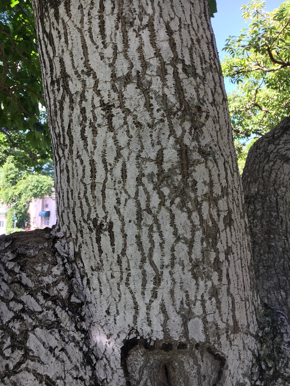 Hernandia nymphaeifolia (Jack-In-The-Box Tree)