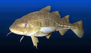 Fisch Rezepte: Dorsch - Rezepte