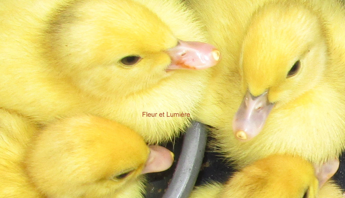 Fleur et Lumière: Canetons barbarie nés 1 journée avant la photo et un ...