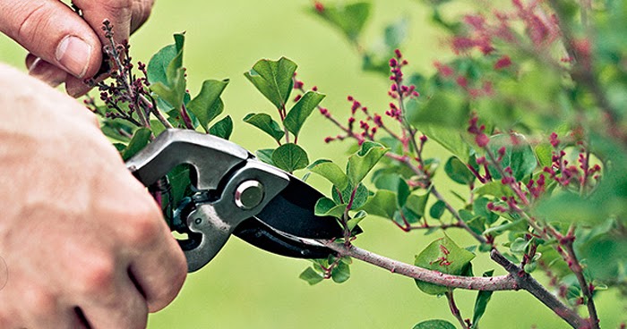 Penting !! Cara Pangkas Tanaman Agar Berbuah Lebat - Rumah Petani