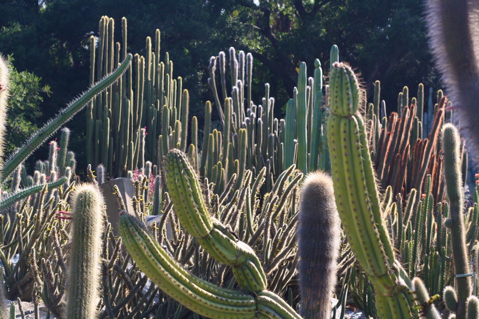 Mikaela Holman: Columnar Cacti