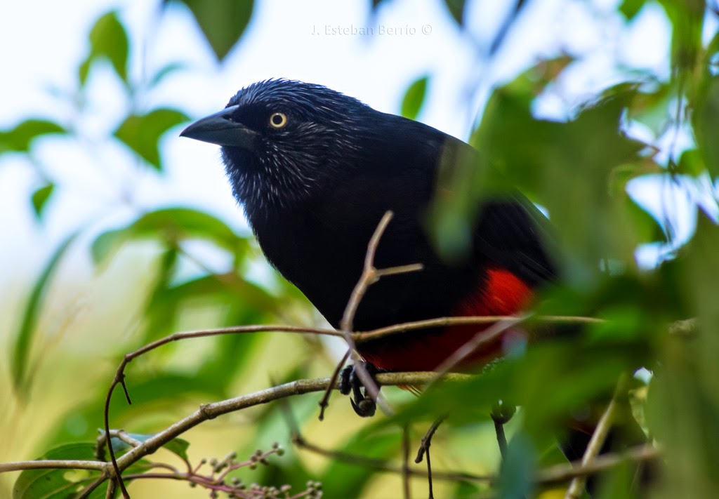 Aves de Colombia: Chango Colombiano / Cacique Candela / Hypopyrrhus ...