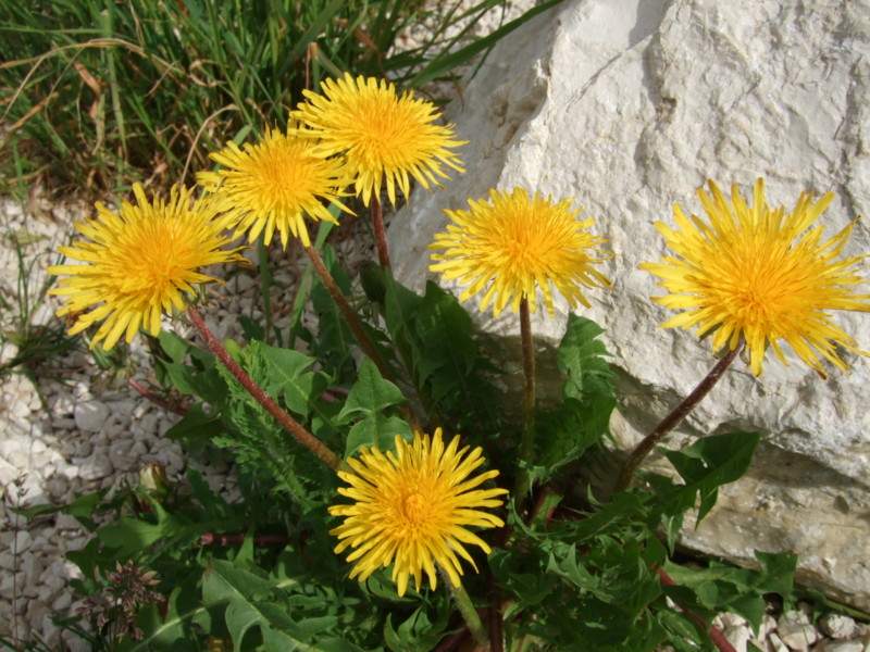 Farmacia Domnului: Papadie