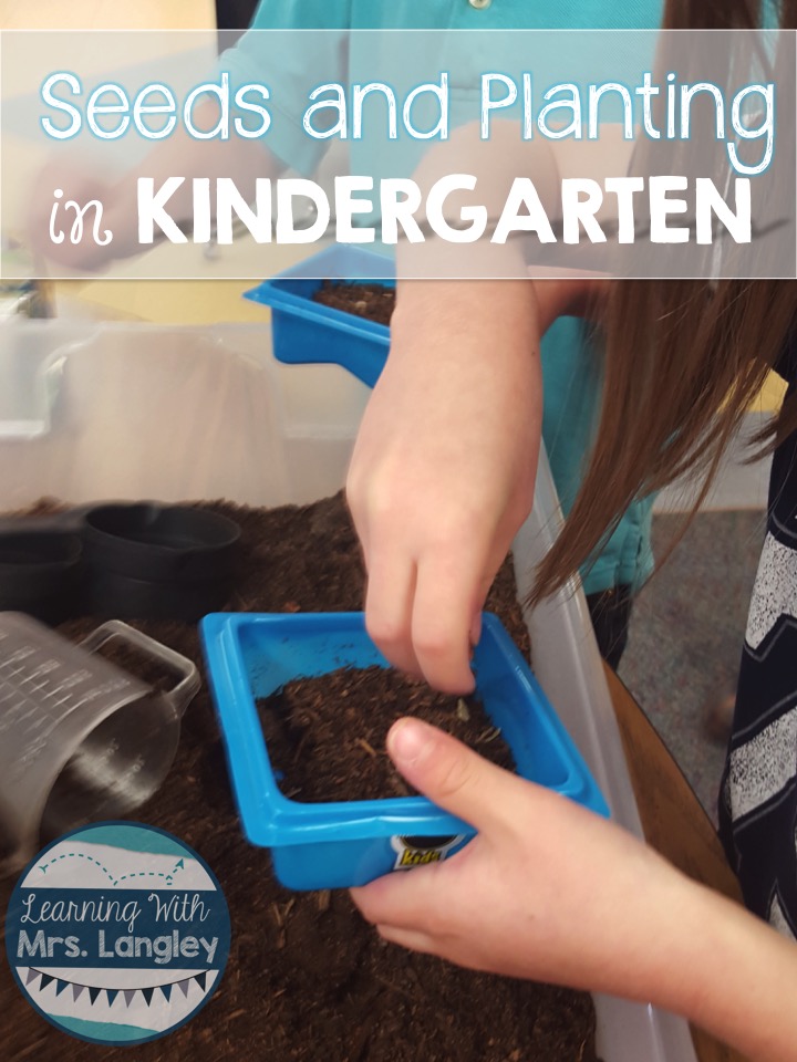 Seeds and Planting in Kindergarten | Learning with Mrs. Langley