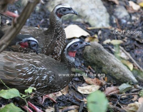 Buenos Aires Municipio: De onde veio o nome Jacu dado a Buenos Aires?