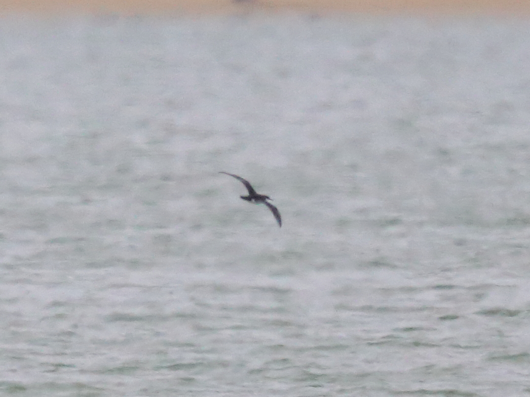CAMBRIDGESHIRE BIRD CLUB GALLERY: Manx Shearwater