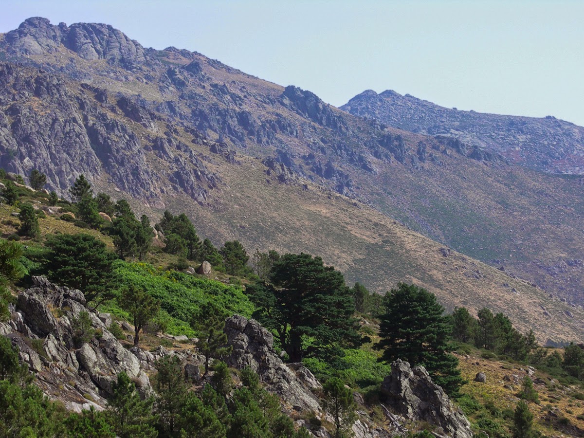 ALMANAQUE NATURAL: Los Encinares de Gredos