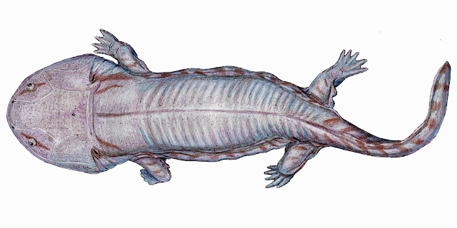 고대 양서류 이야기 (7) - 머리 큰 양서류