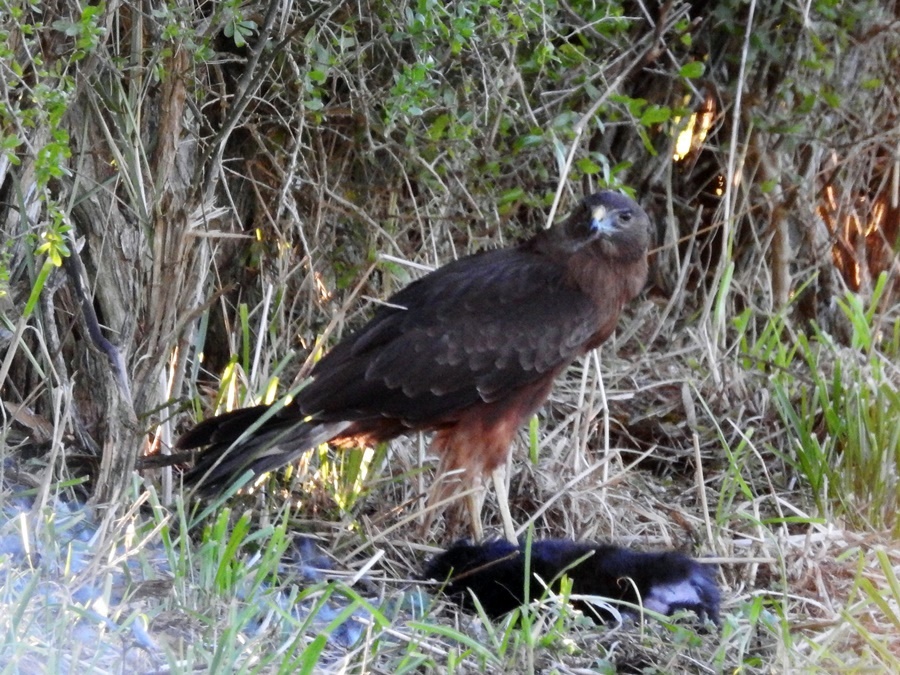 photographing New Zealand: hungry hawk
