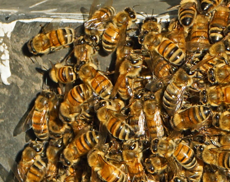 MAD MEAT GENIUS: BEE HAPPY