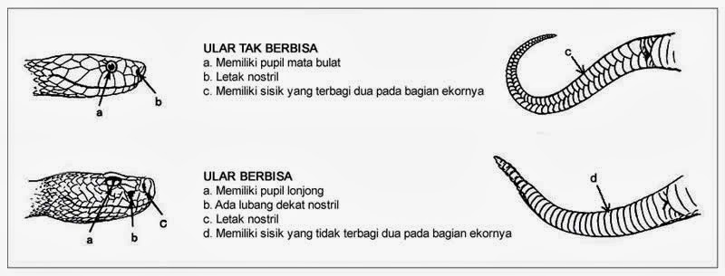 Cara Membedakan Ular Berbisa (Venomous) & Tidak Berbisa (Unvenomous ...