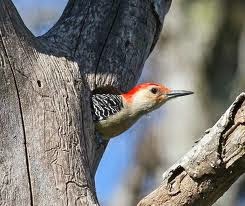Gambar Burung Pelatuk | Dunia Binatang