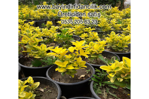 Altuni taflan euonymus aurea golden - BAYINDIR FİDANCILIK