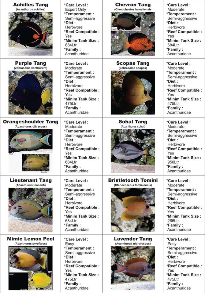hardy boy: Coral Reef Fish Names