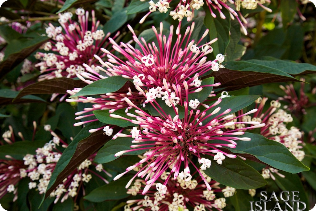 Sage Island: Secret Tropical Garden on St Thomas