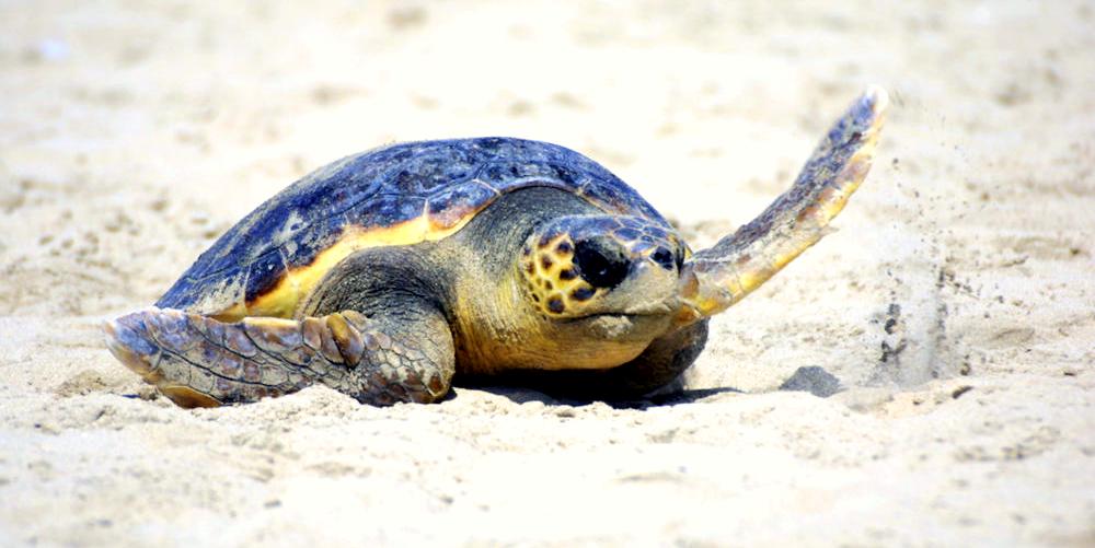 Econcientiza: México, sepulcro de la tortuga caguama