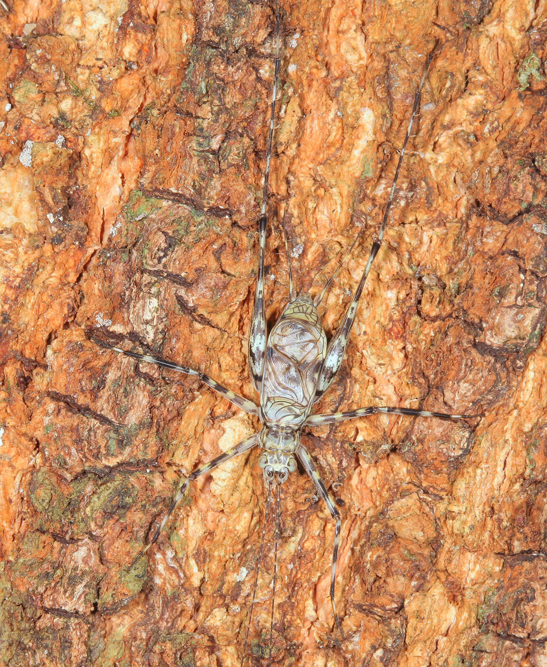 BunyipCo: April 2018