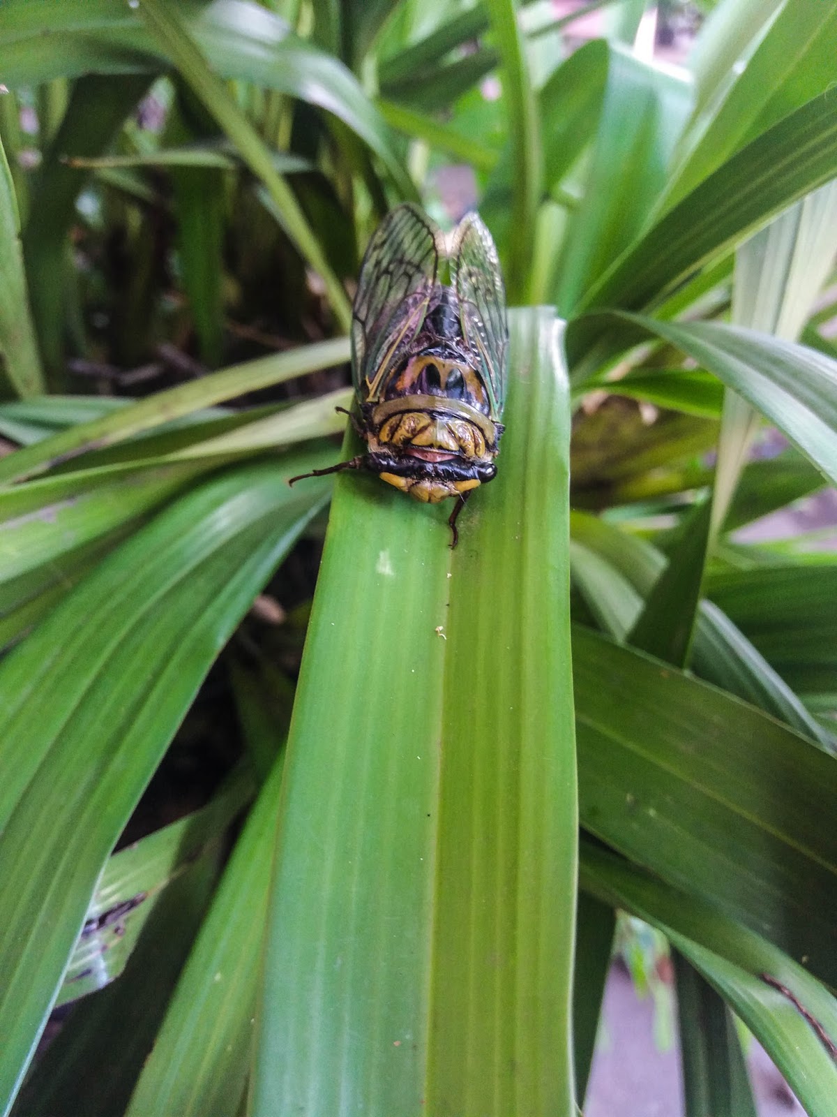 Insecto chicharra wallpapers celular