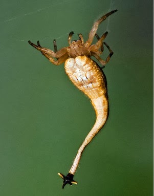 Top 20: As aranhas mais estranhas e bonitas do mundo ~ Biólogo Esperto