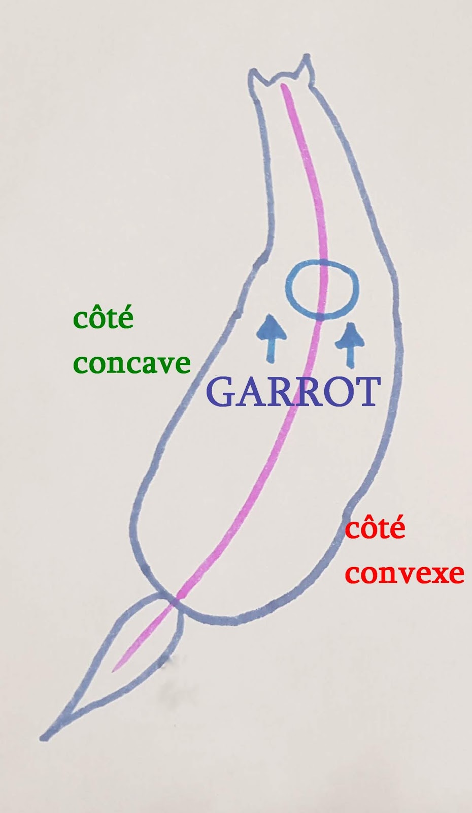 Ce qu'il faut savoir sur l'incurvation