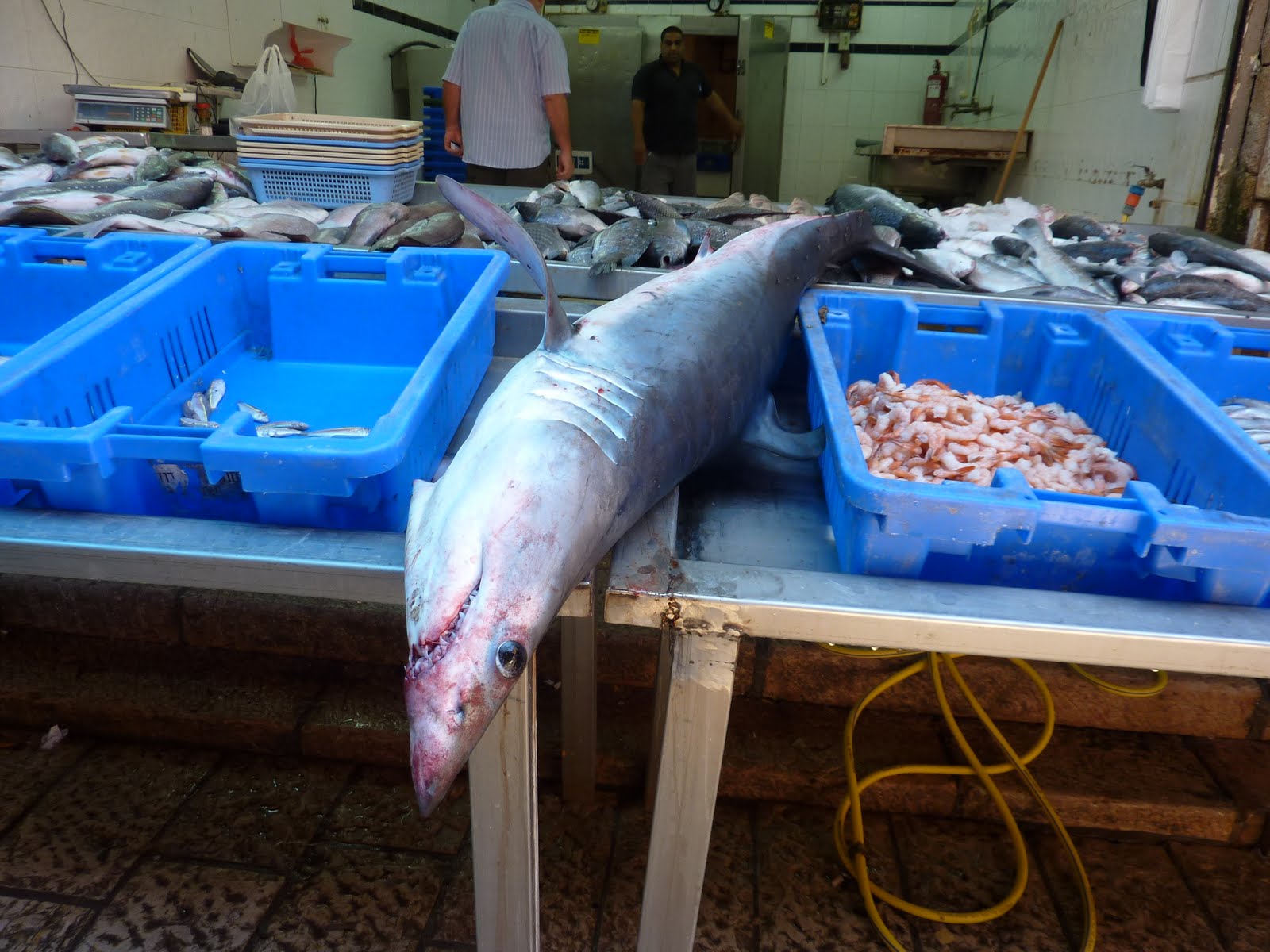 International Leisure Traveller: Haifa 2011