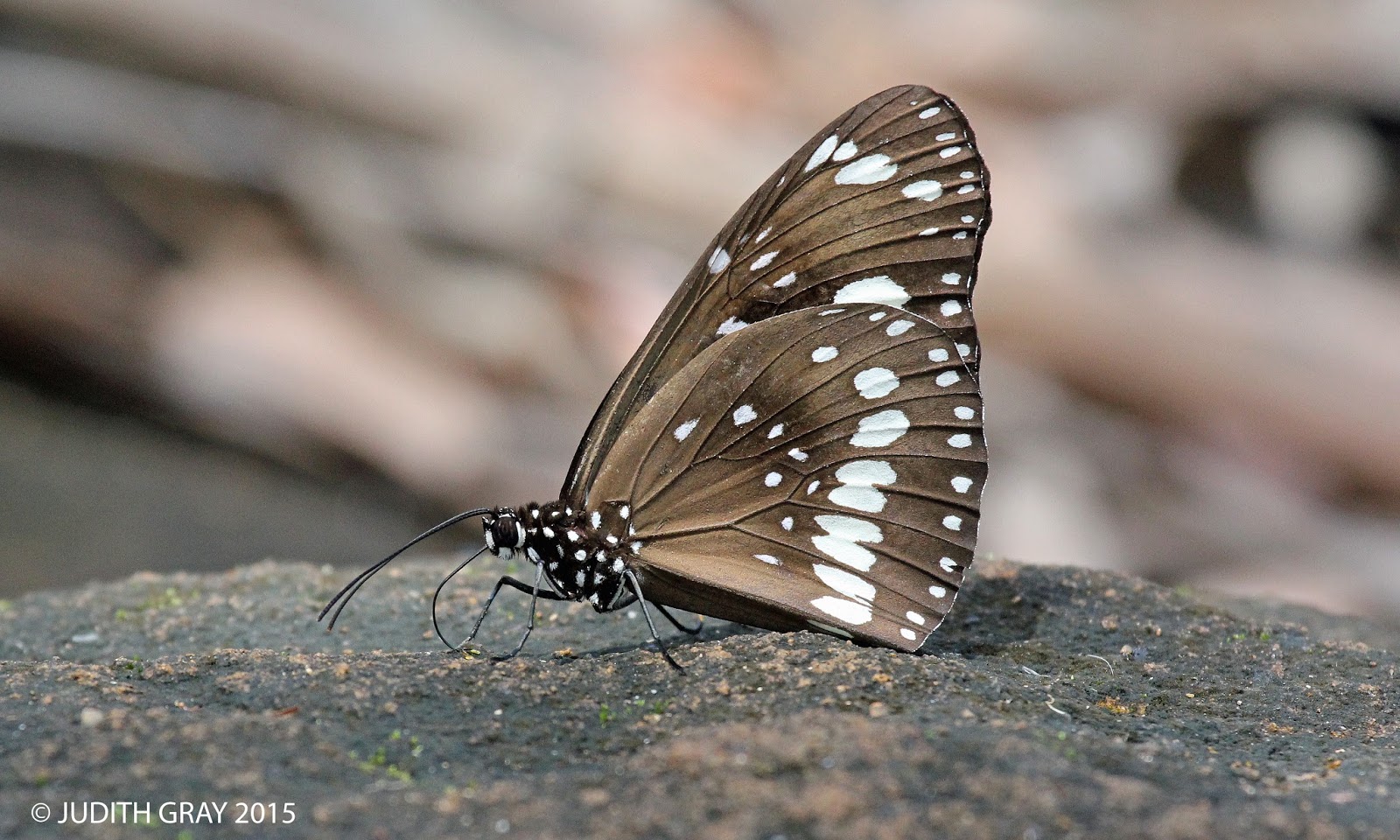Butterflies Galore at Jarowair