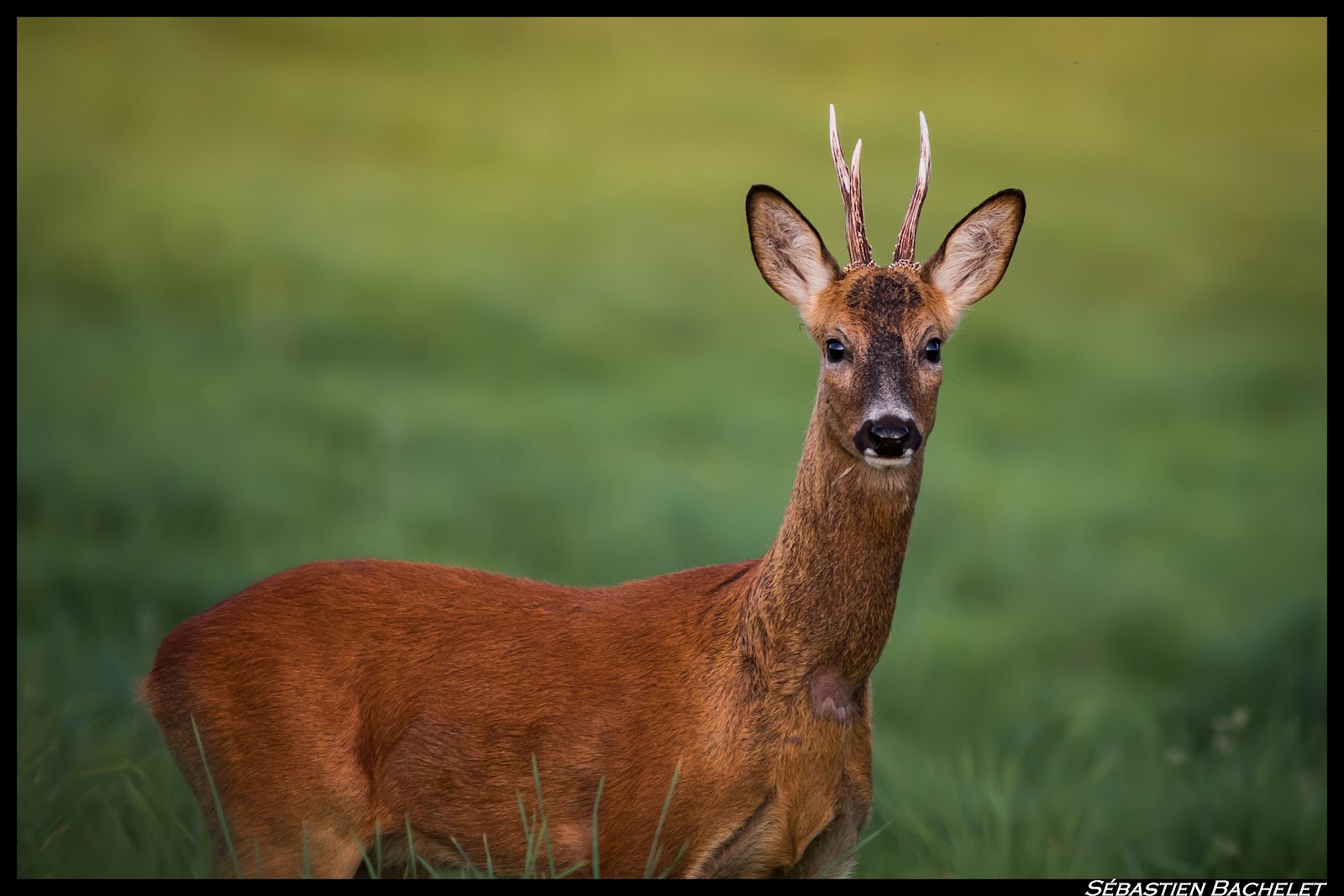 Bienvenue sr le blog de Sébastien Bachelet: Chevreuils