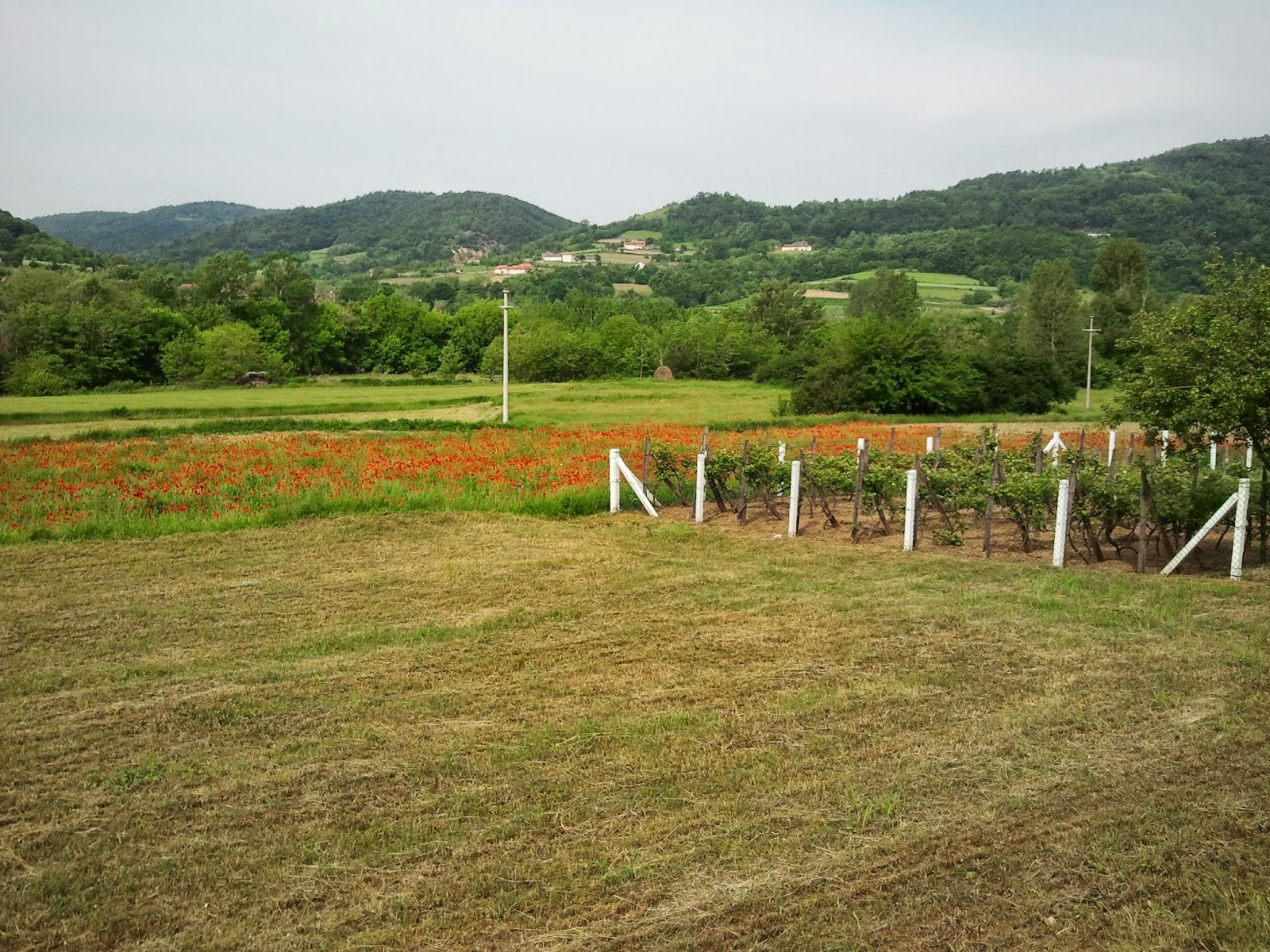 CreativaCale: Bagremov med-šta to beše?!