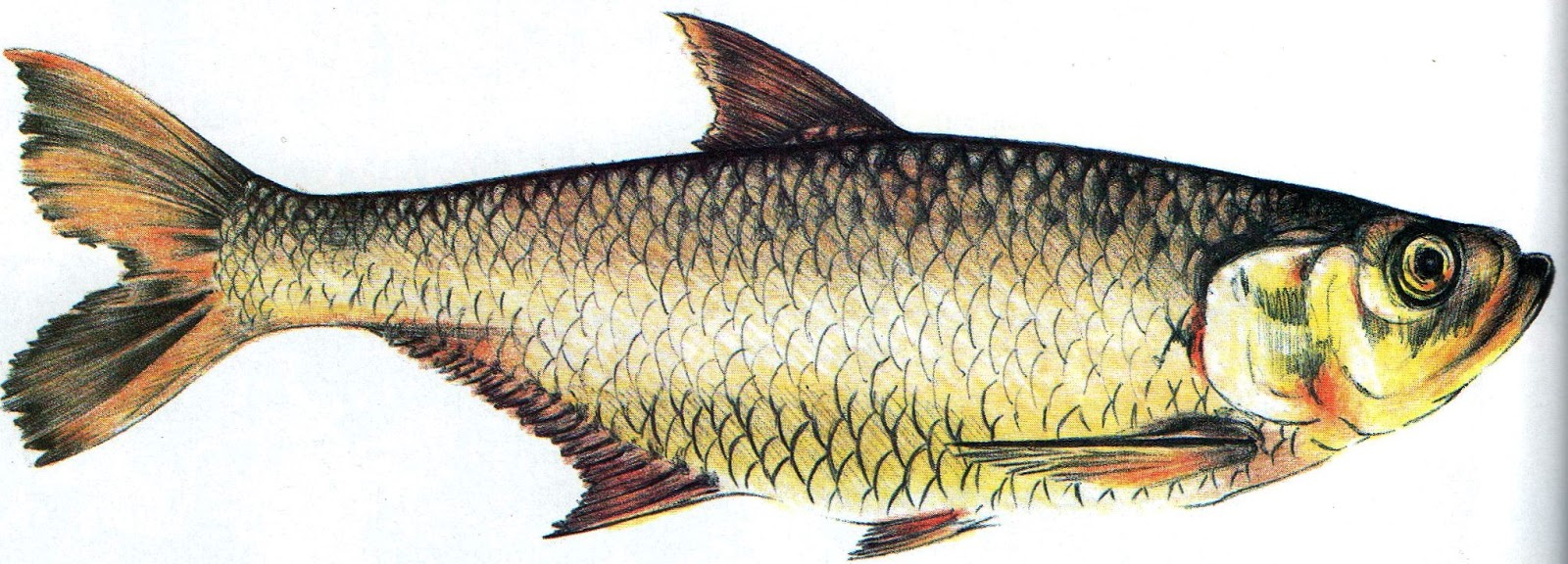 Revista Aruanã Lazer e Esporte no Meio Ambiente: DICIONÁRIO ARUANÃ ...