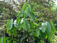 Ramin - Gonystylus Bancanus