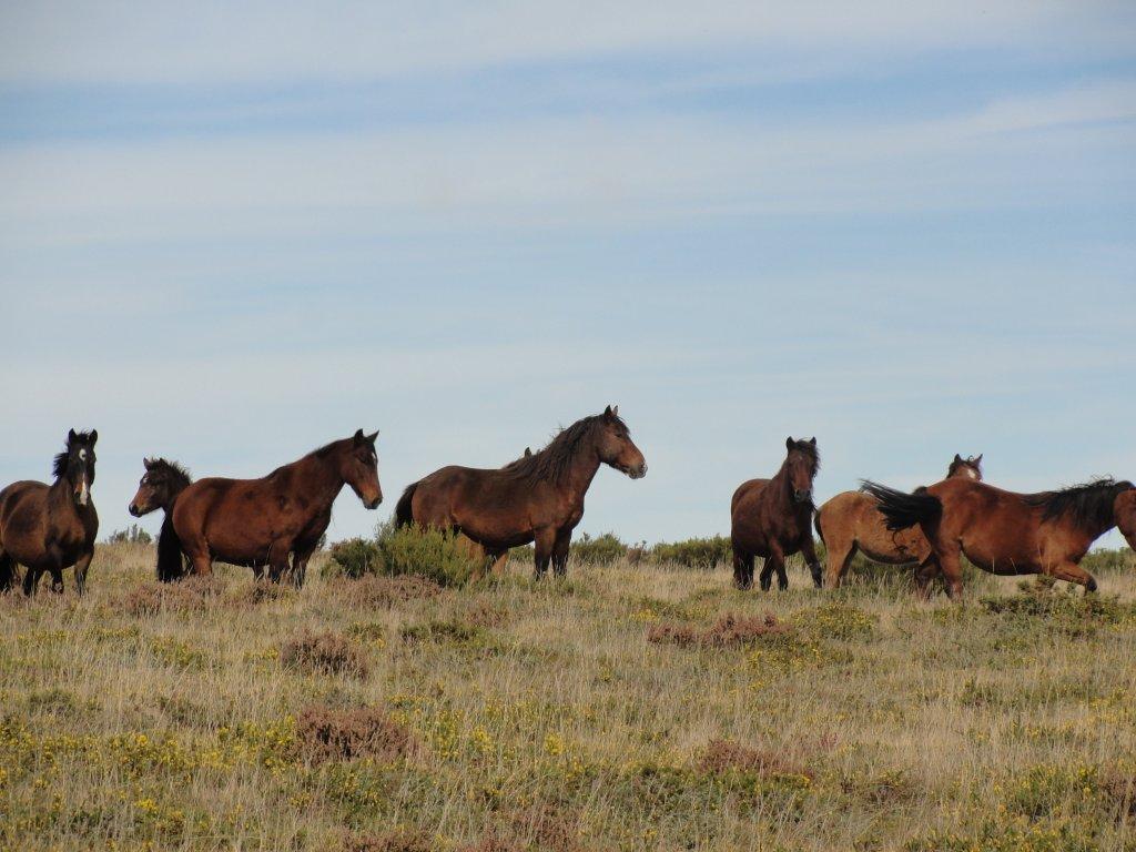 Mangalarga Style: GARRANO , O Cavalo precursor do Mangalarga