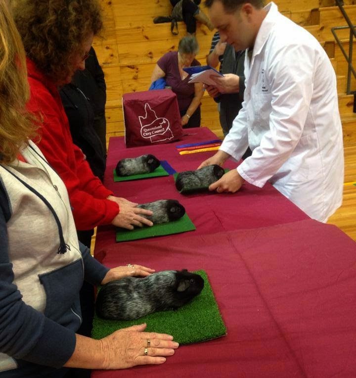 My Cavy Kingdom: Shorthair