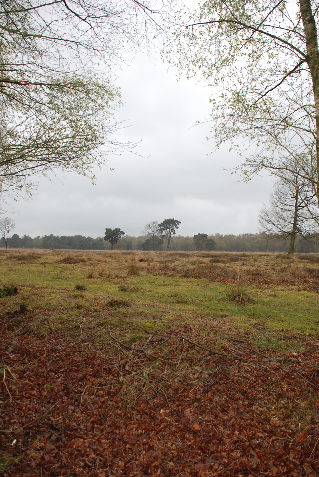 York Walks: Skipwith Common