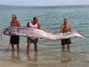 The Oarfish