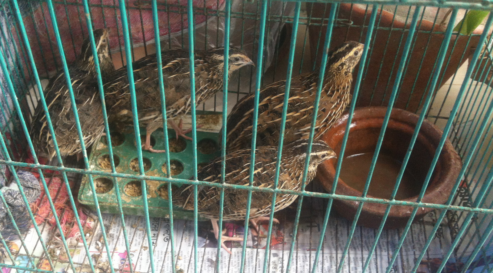 animal Life Style: Different types Kohel Birds pictures