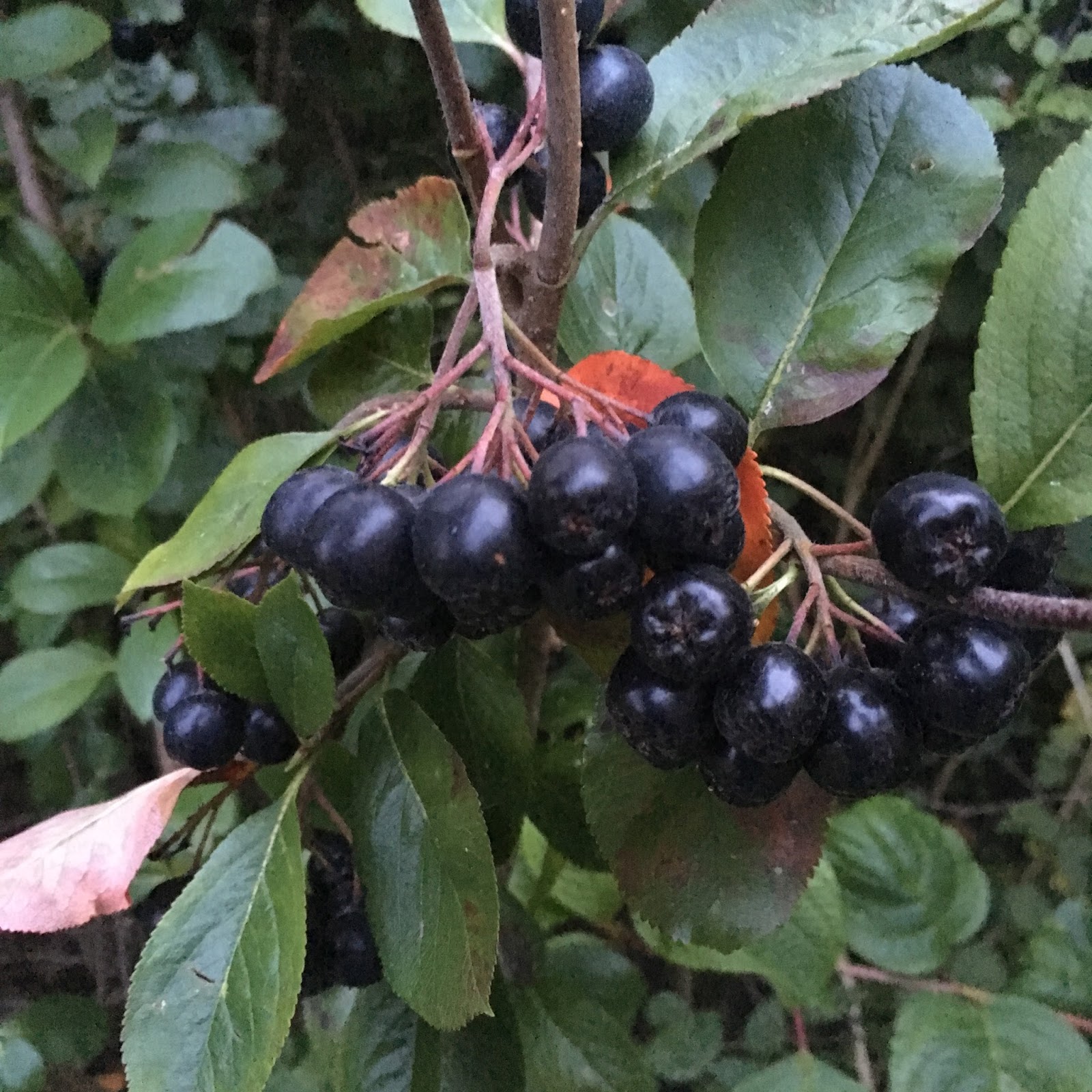 Aroniabær - gratis supermat i nabolaget