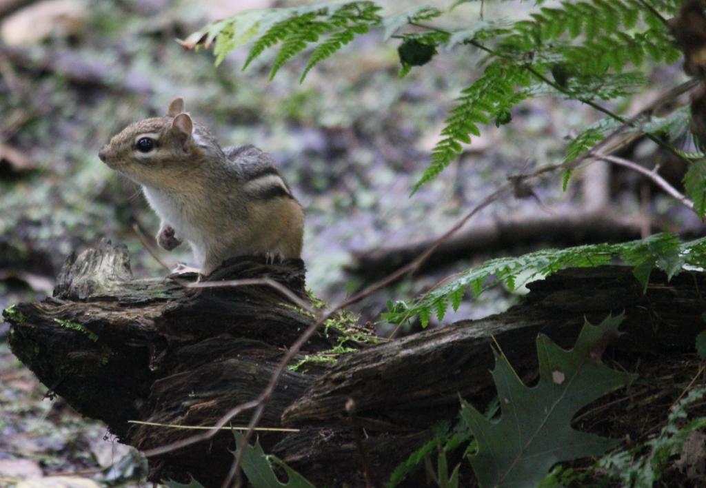 White Cedar Inn Today: Maine Wildlife Park