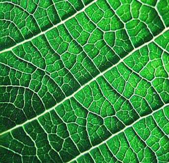 Open PRT specification project: 154> Fractals!