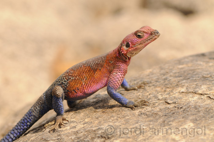 Qüestió de llum: Mjusi kafiri