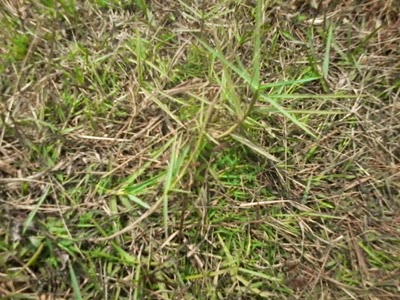 Jual rumput embun untuk proyek jalan tol ~ Arya Flower Landscape