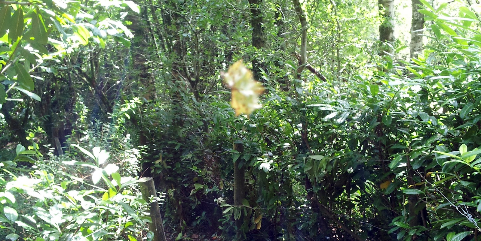 My Dartmoor Walks: Thursday 26th July Manaton Rocks