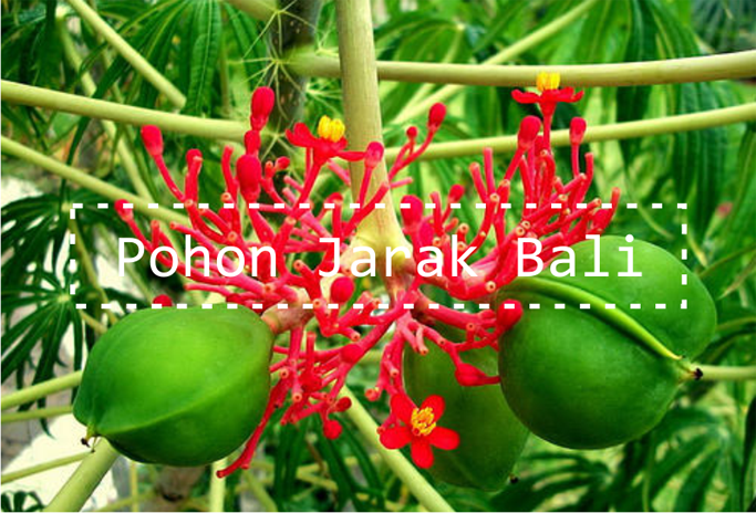 4 Jenis Tanaman Jarak dan Ciri-cirinya - 1001 Manfaat Alami