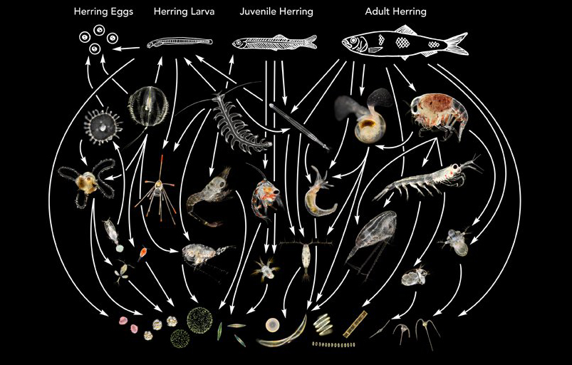 Understanding climate, plankton and commercial fishing - Blue Planet ...
