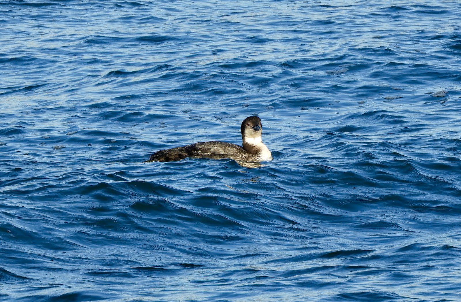It's All About Purple: Pt. Pleasant, The Dauntless & The Loons...